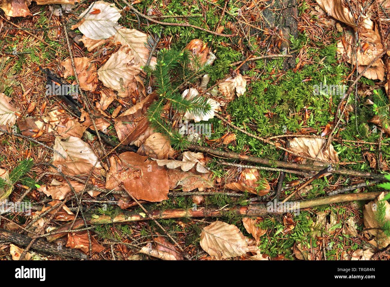 Detailed surface views on different forest grounds with leaves branches ...