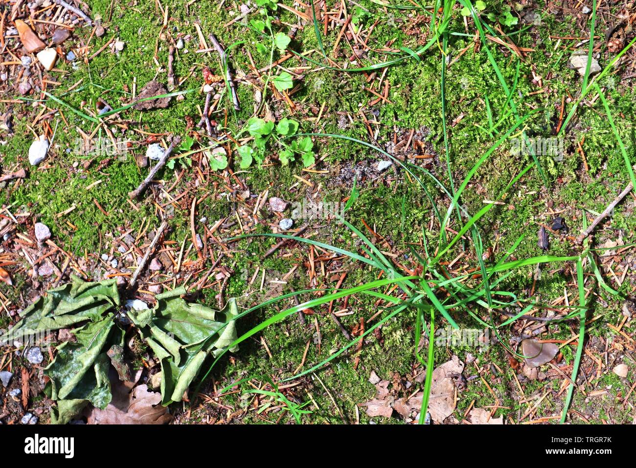 Detailed surface views on different forest grounds with leaves branches ...