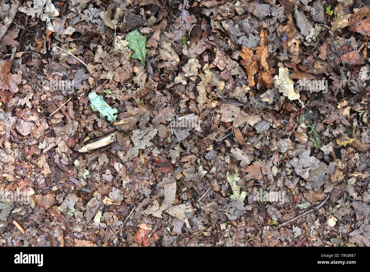 Detailed surface views on different forest grounds with leaves branches ...