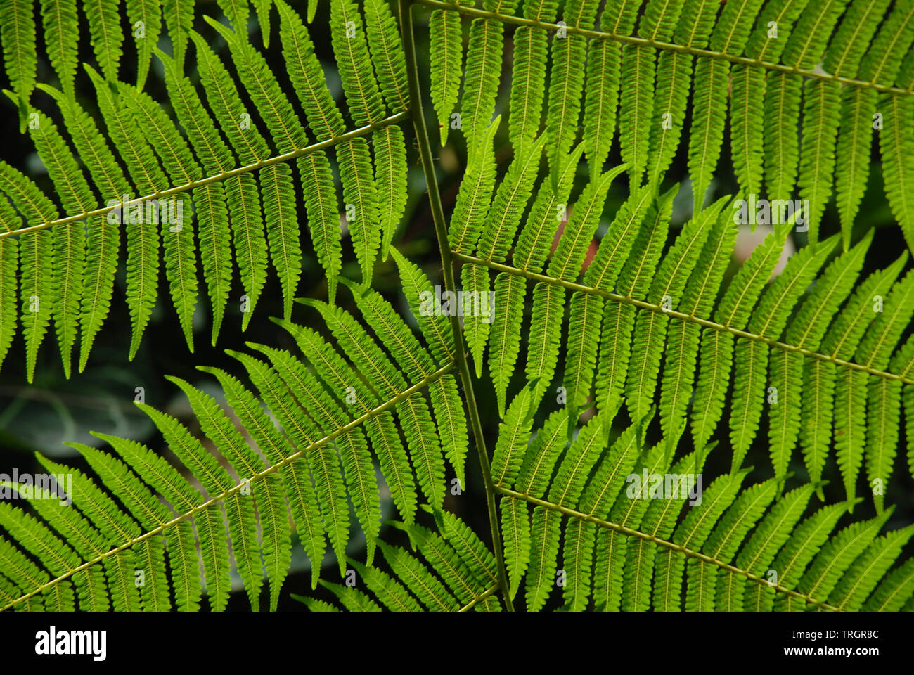 Lush green vibrant plant growth patterns hi-res stock photography and ...