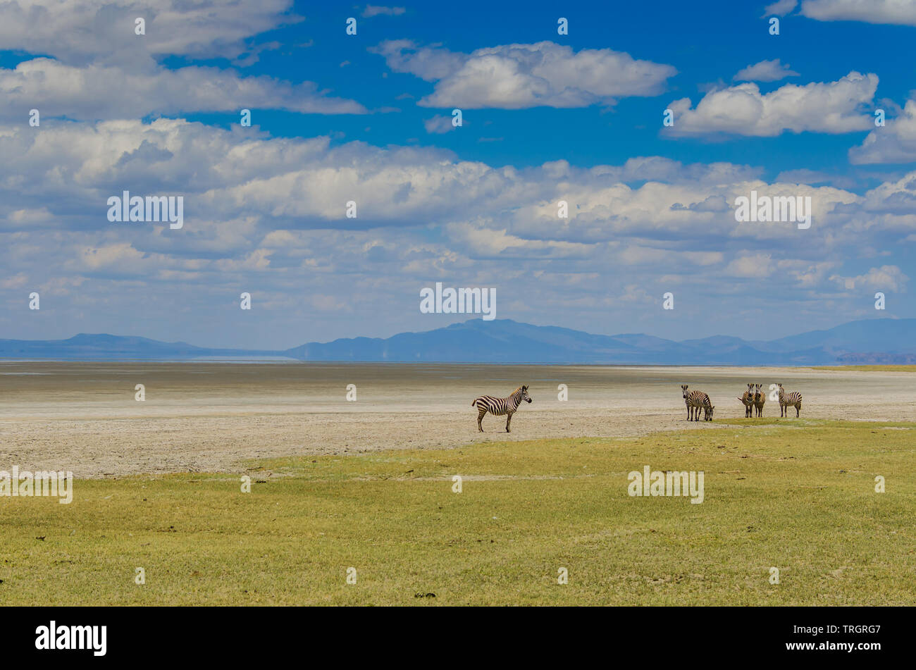 Four Zebra stand on the dusty and dry shore of Lake Manyara, Tanzania ...