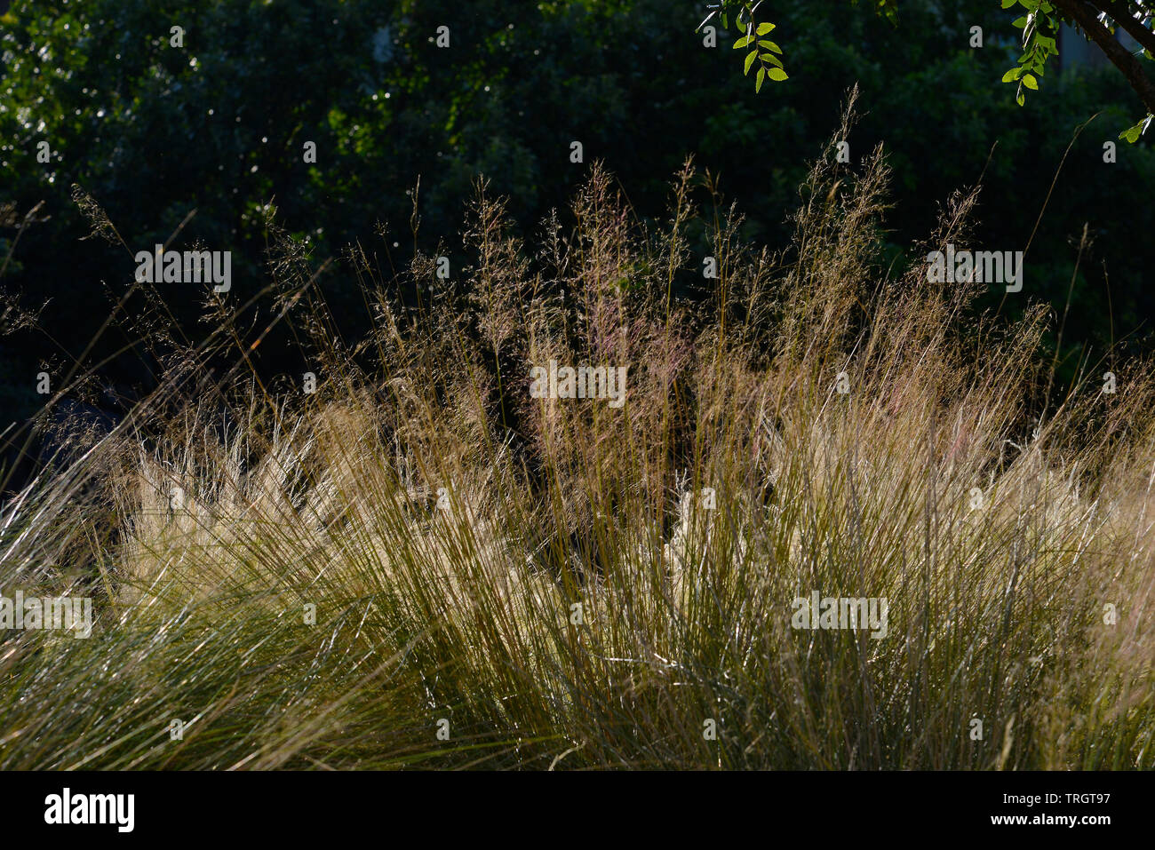 Range grass and landscaping Stock Photo - Alamy