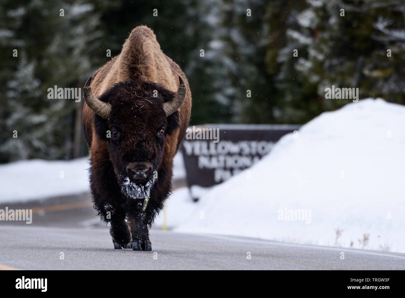 Buffalo own the streets in Yellowstone National Park, Wyoming, North ...