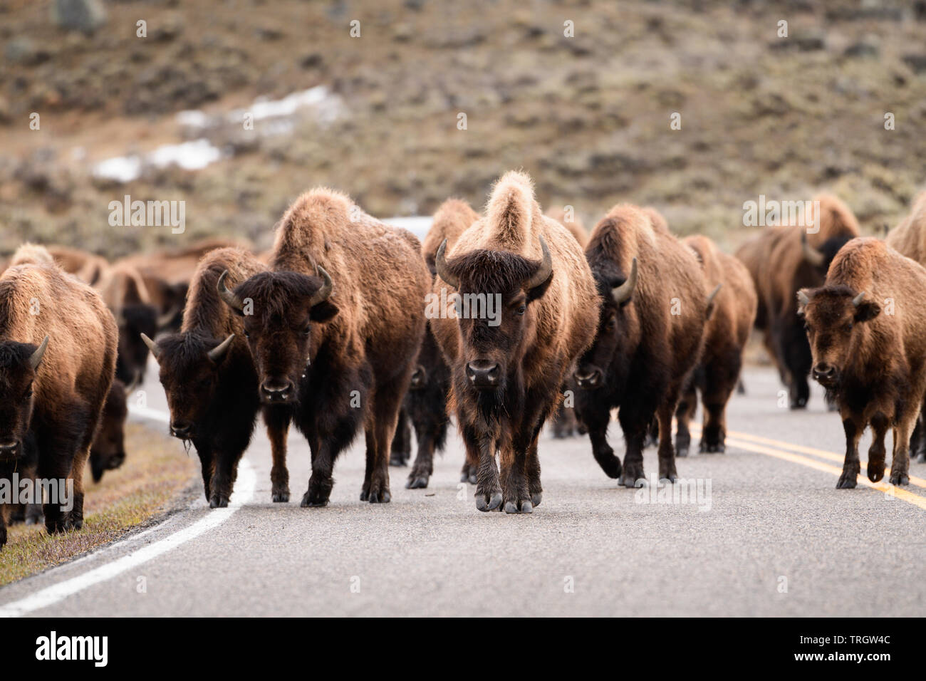 Yellowstone road hi-res stock photography and images - Alamy