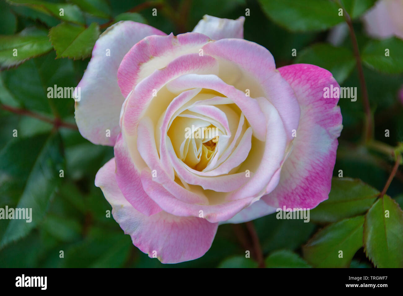 Time flower hi-res stock photography and images - Alamy
