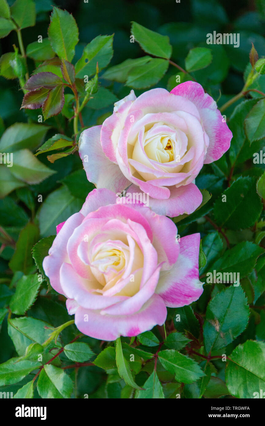 Time flower hi-res stock photography and images - Alamy