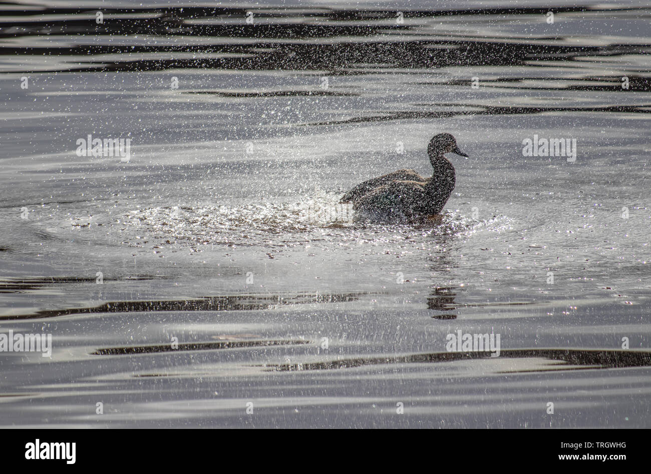 Grey duck hi-res stock photography and images - Alamy