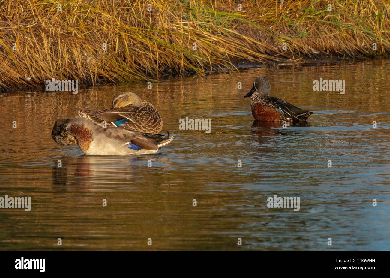 Two different water colors hi-res stock photography and images - Alamy