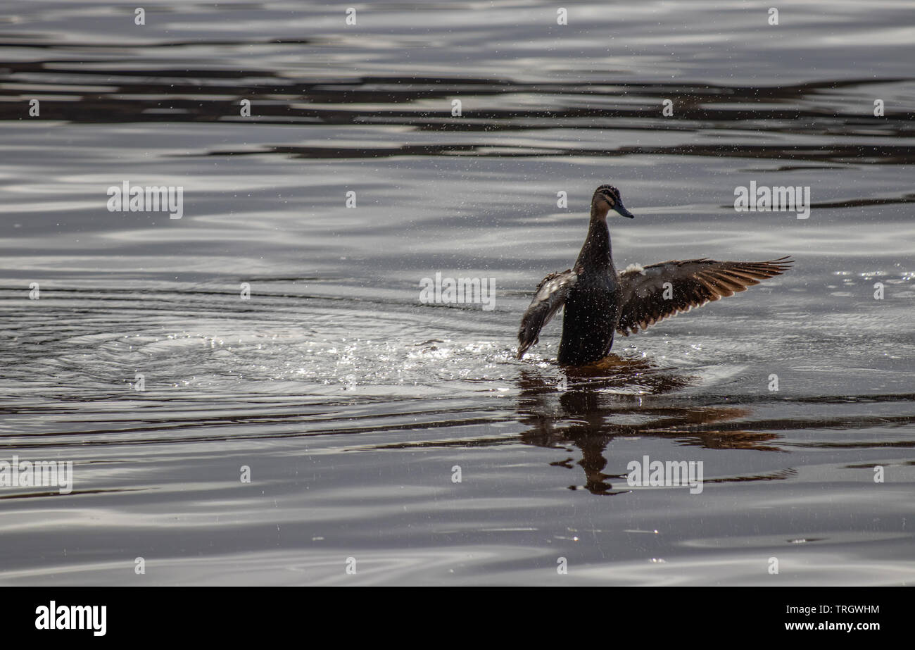 Duck dance display Stock Photo - Alamy