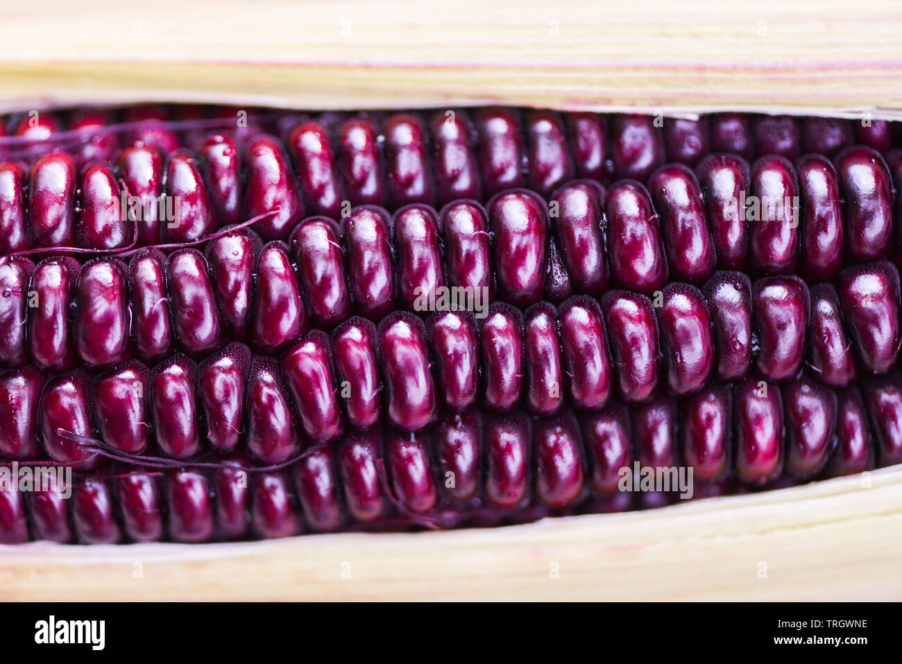 Purple corn fresh close up / Siam Ruby Queen or sweet red corn on cob ...