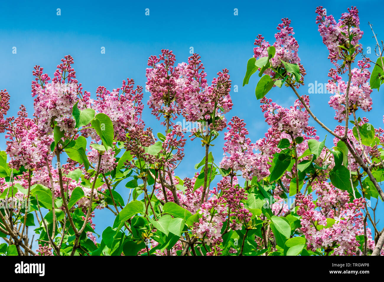 Tree field of flowers hi-res stock photography and images - Alamy