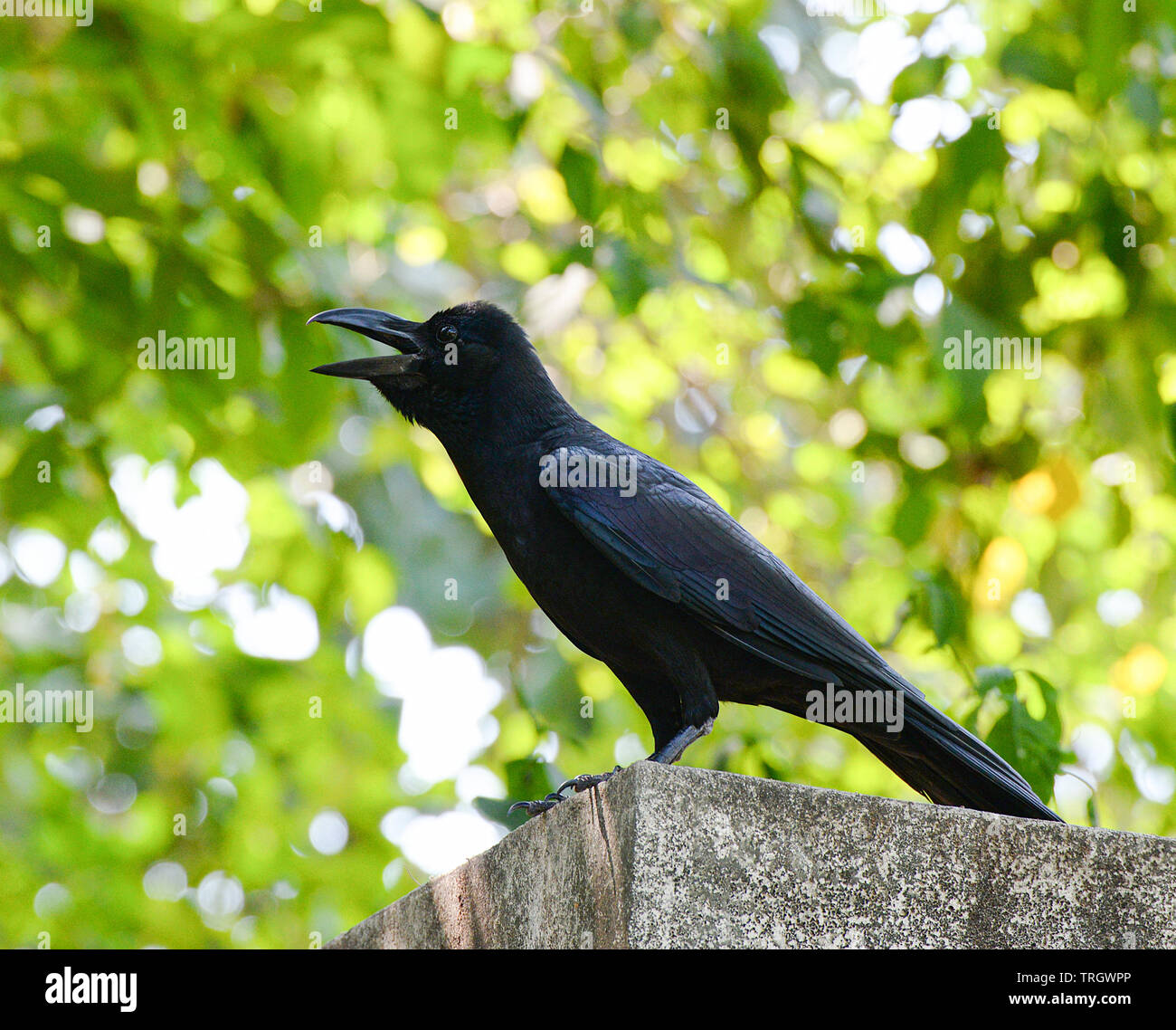 Raven with open mouth hi-res stock photography and images - Alamy
