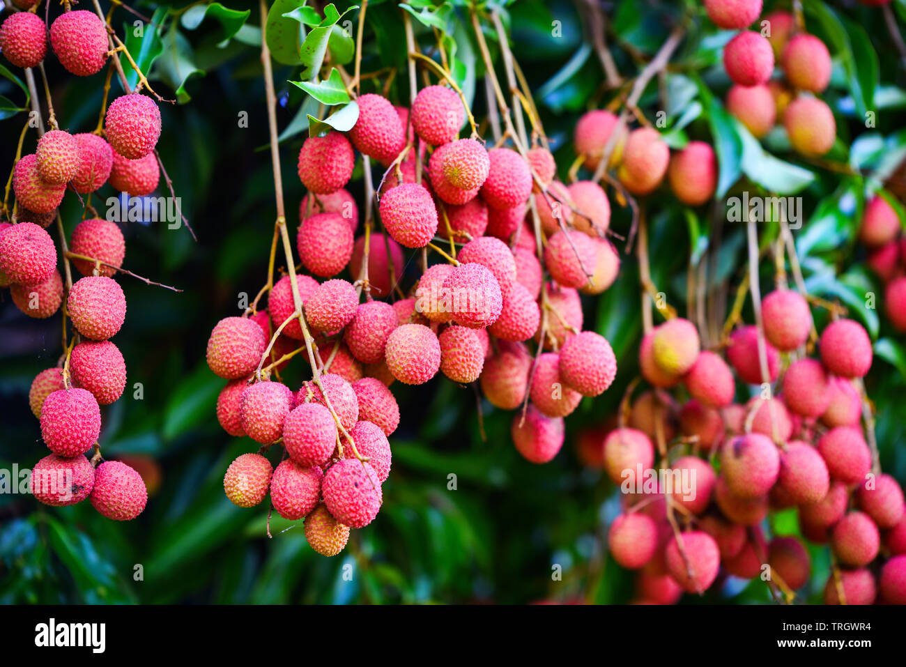 Fresh ripe lychee fruit hang on the lychee tree in the garden Stock ...