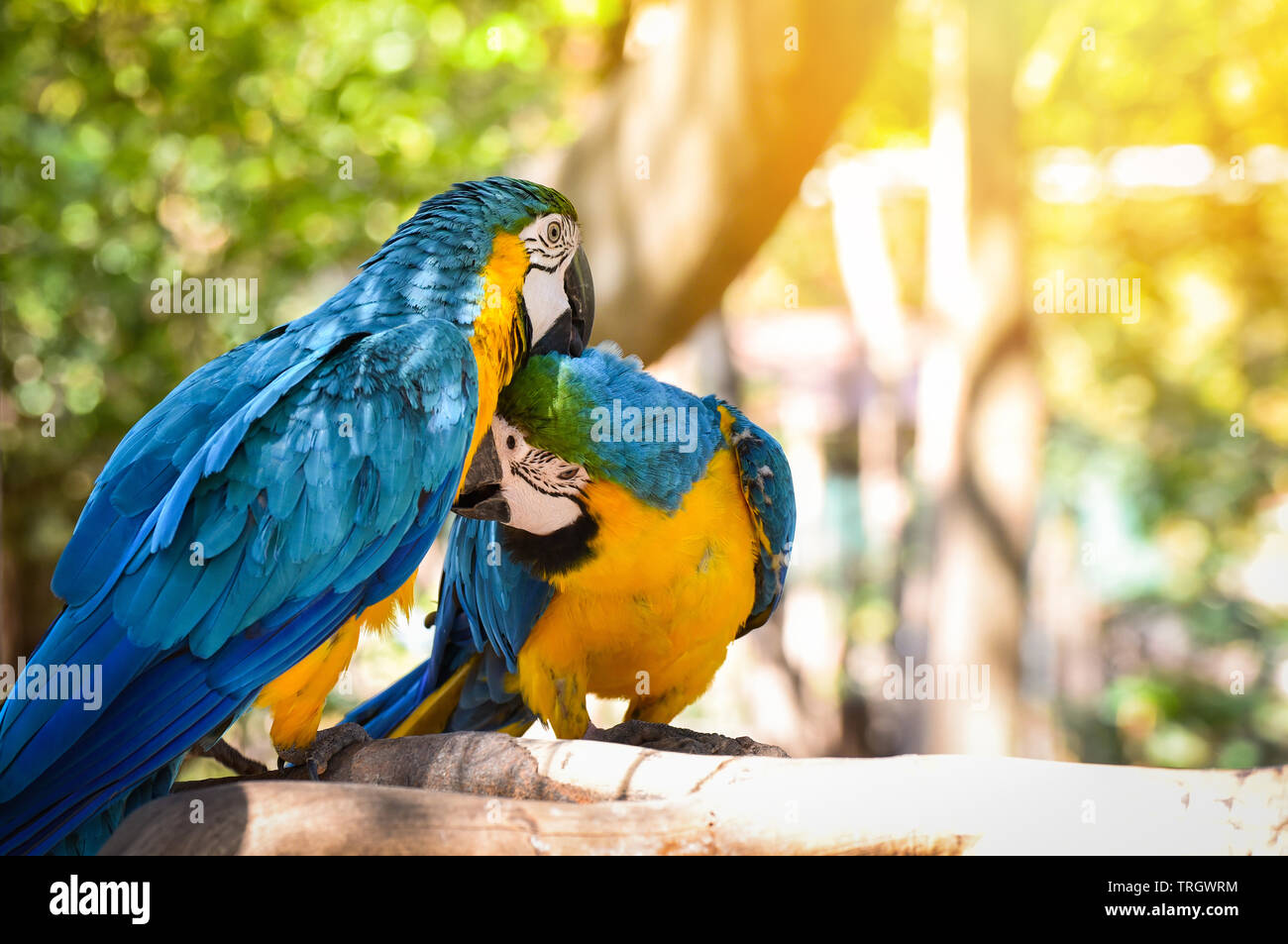 Parejita Nature Couple Birds 7,056 Couple Parrot Stock Photos Free