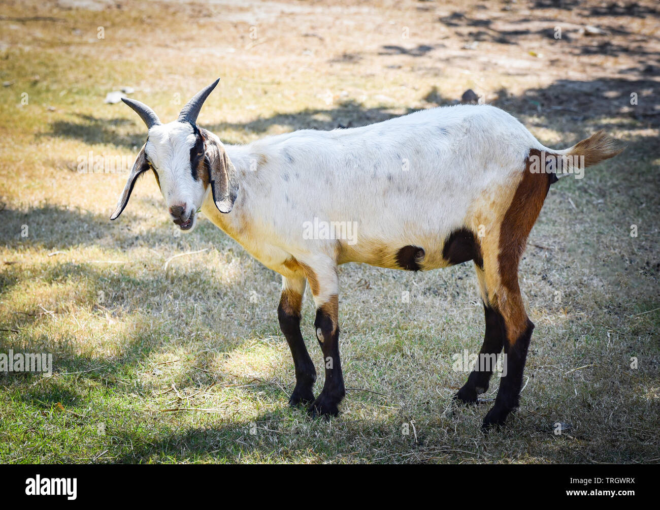 Young goat standing on ground in the goat farm Stock Photo - Alamy