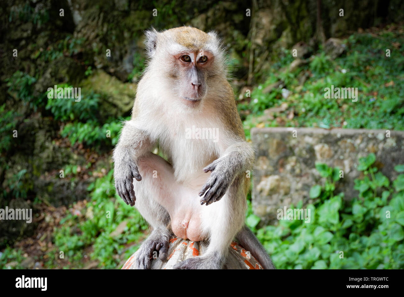 Asia monkey sitting on the rocks on nature park background Stock Photo ...