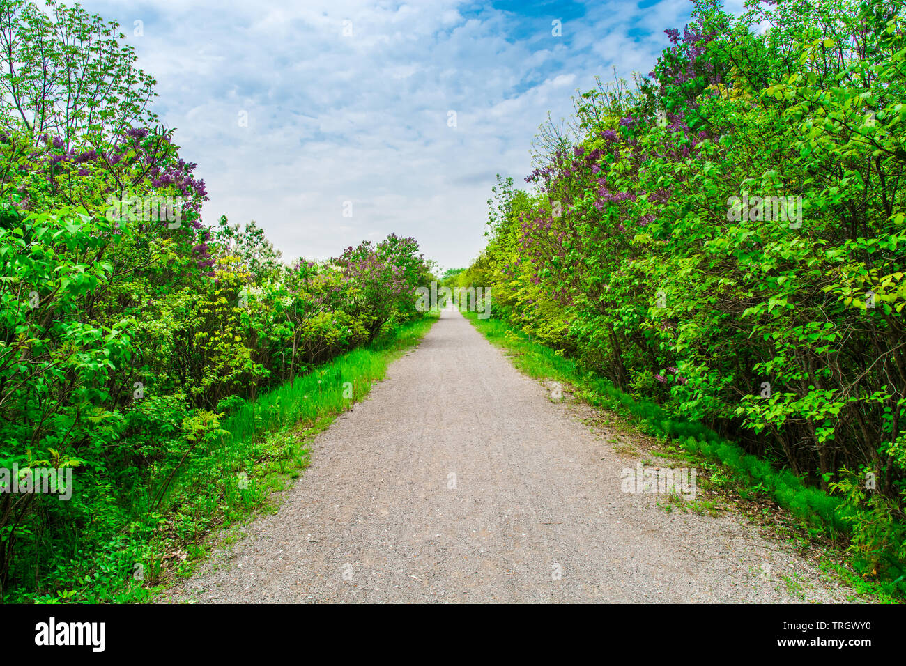 Hiking trail showing path between trees Stock Photo - Alamy
