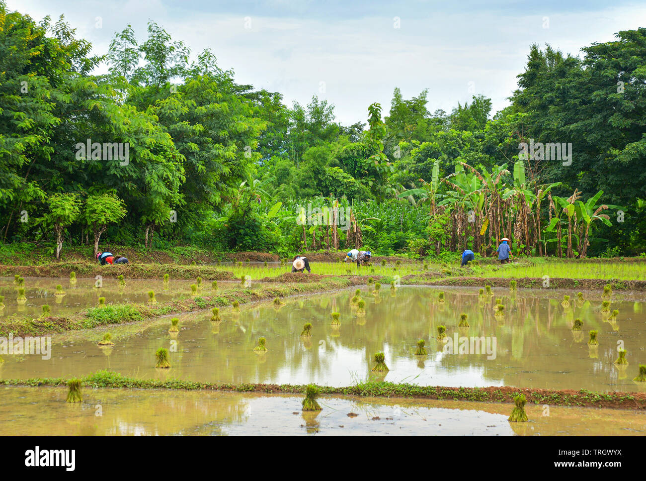 planting rice on rainy season Asian agriculture / The Farmer planting ...