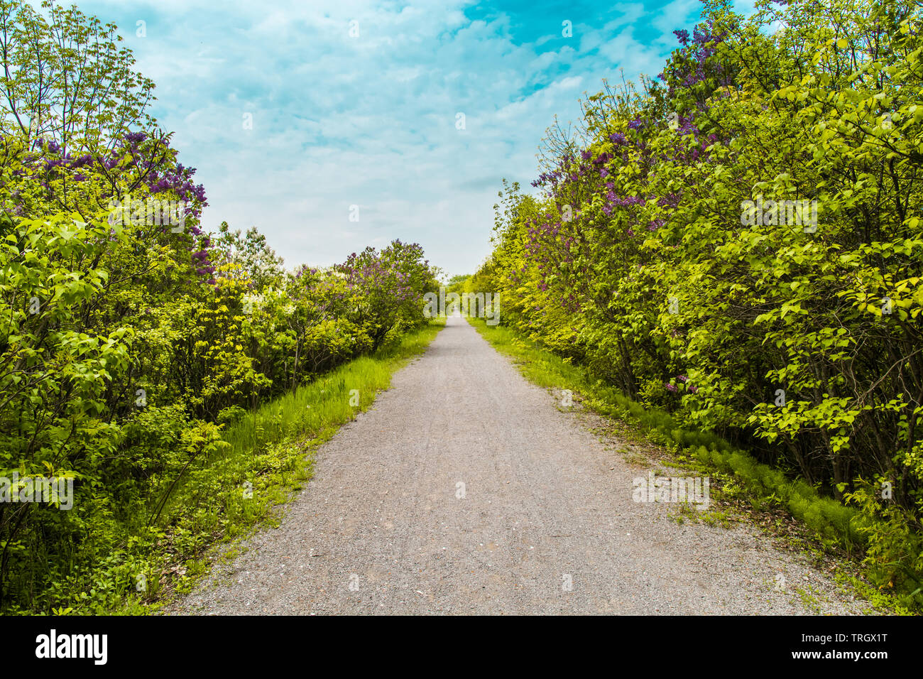 Hiking trail showing path between trees Stock Photo - Alamy