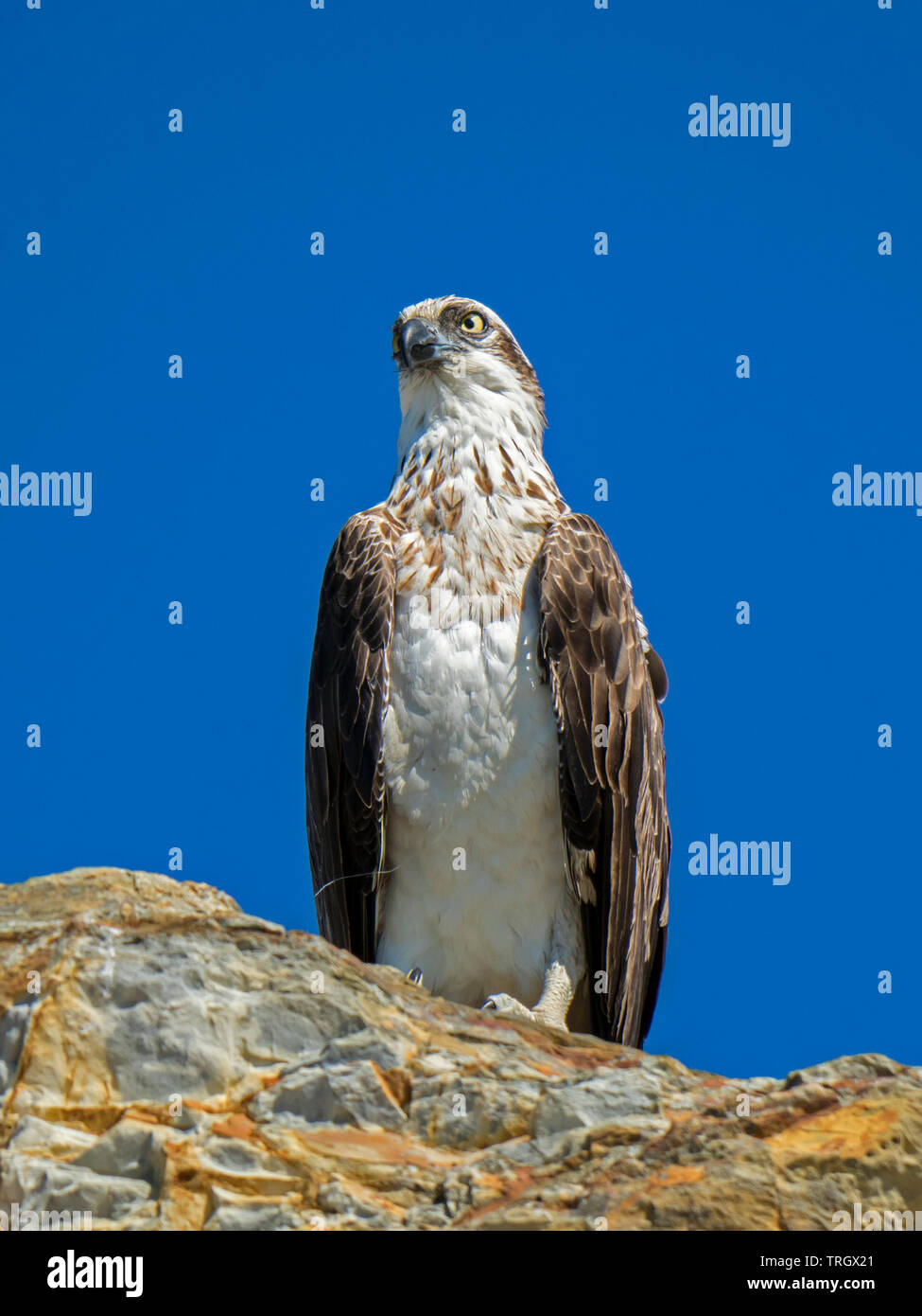 Tangled bird hi-res stock photography and images - Alamy