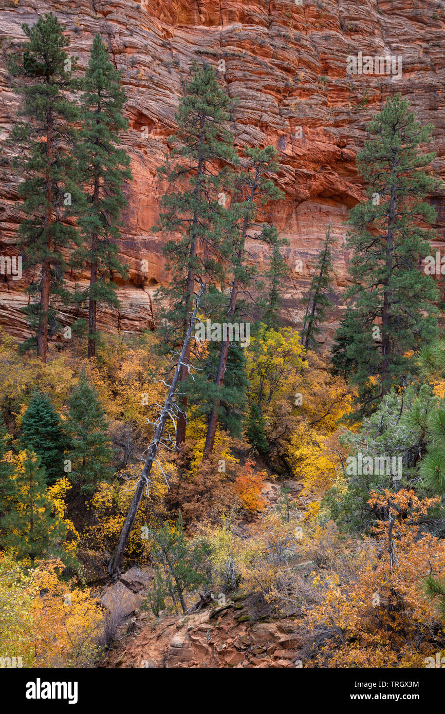 Fall foliage sandstone canyon hi-res stock photography and images - Alamy