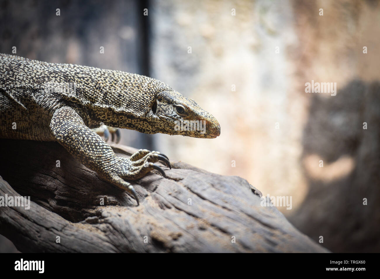 Bengal Monitor - Tree Monitor wildlife lizard / Varanus bengalensis ...