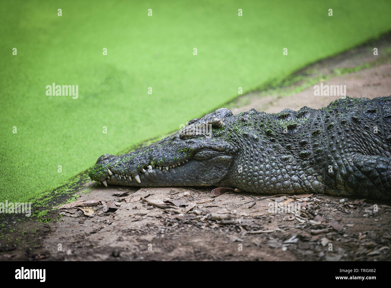 Alligator skin man hi-res stock photography and images - Alamy