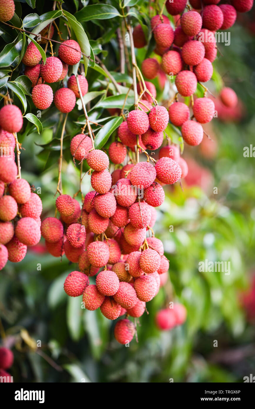 Fresh ripe lychee fruit hang on the lychee tree in the garden Stock ...