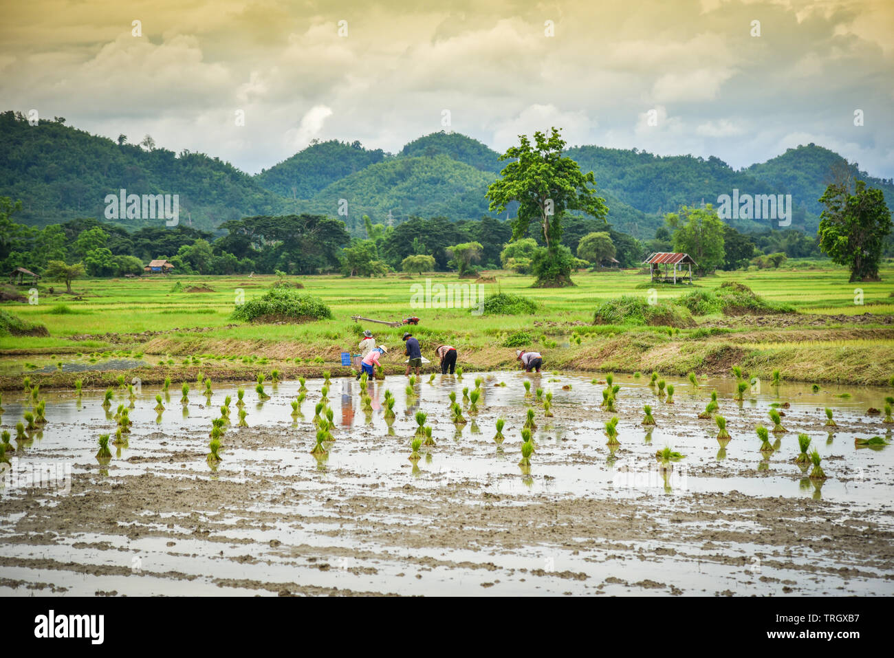 planting rice on rainy season Asian agriculture / The Farmer planting ...