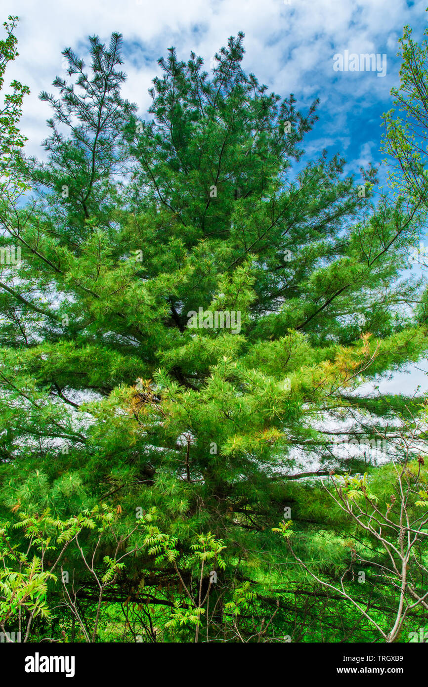 Robust Pine tree against blue sky background Stock Photo - Alamy