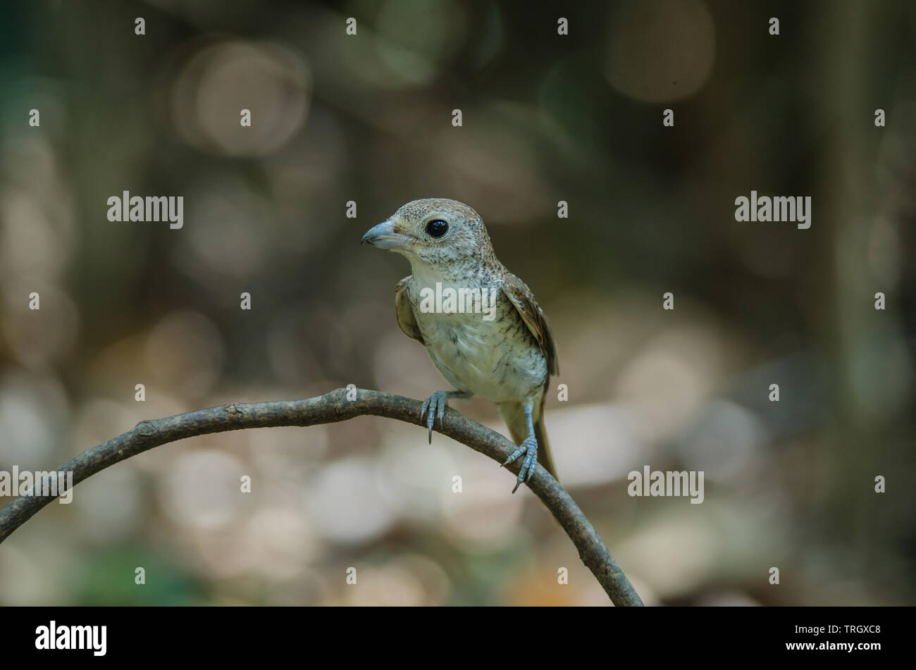 Tiger Shrike (Lanius tigrinus) standing on a branch in nature Stock ...