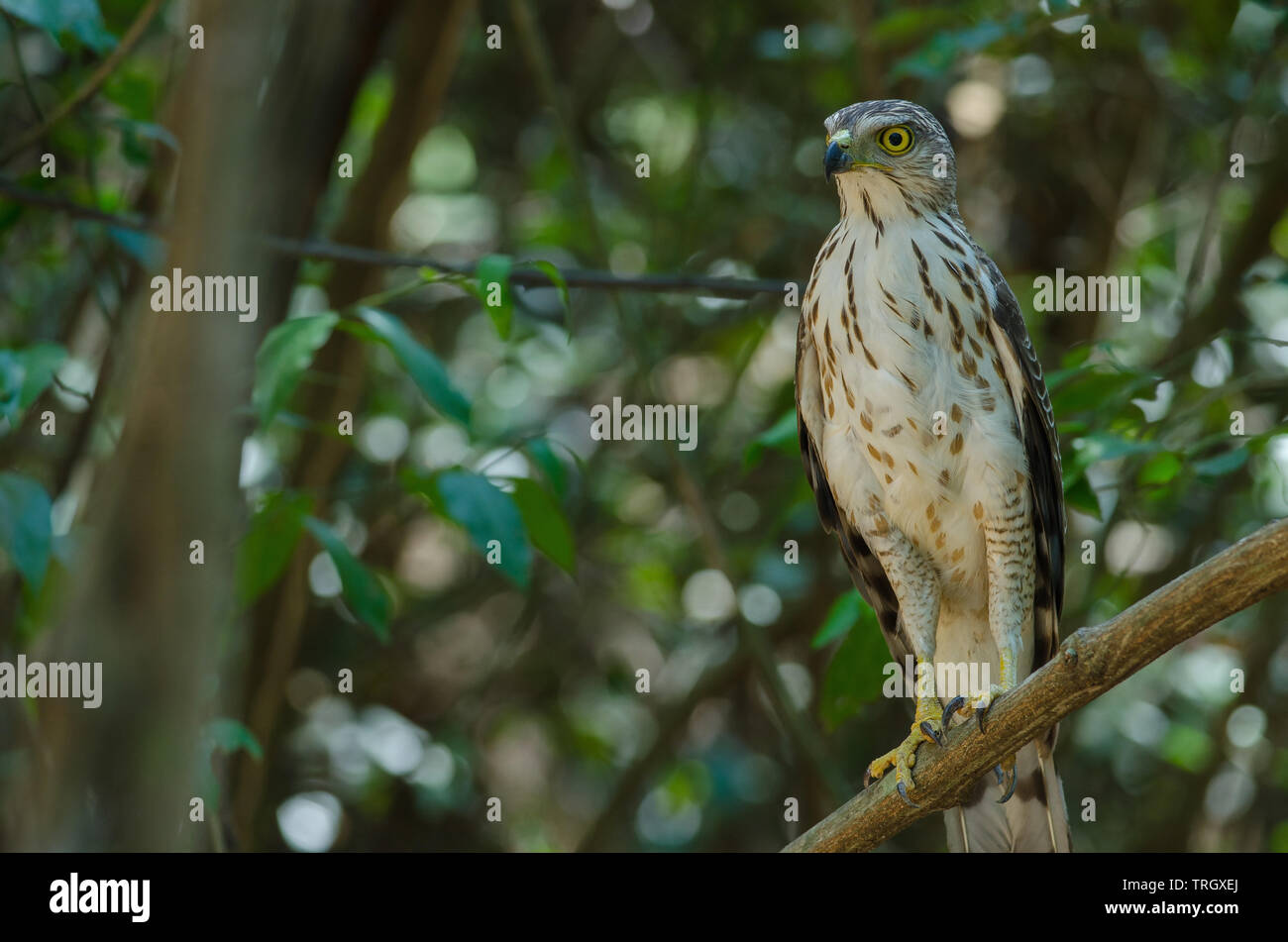 Crested goshawk in the nature (Accipiter trivirgatus), Thailand Stock ...