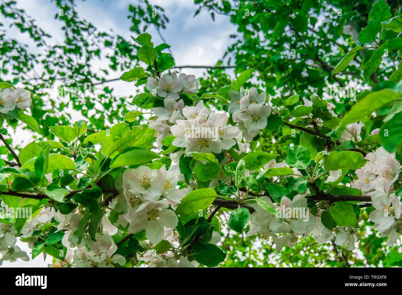 Farm field tree wild flowers Stock Photo - Alamy