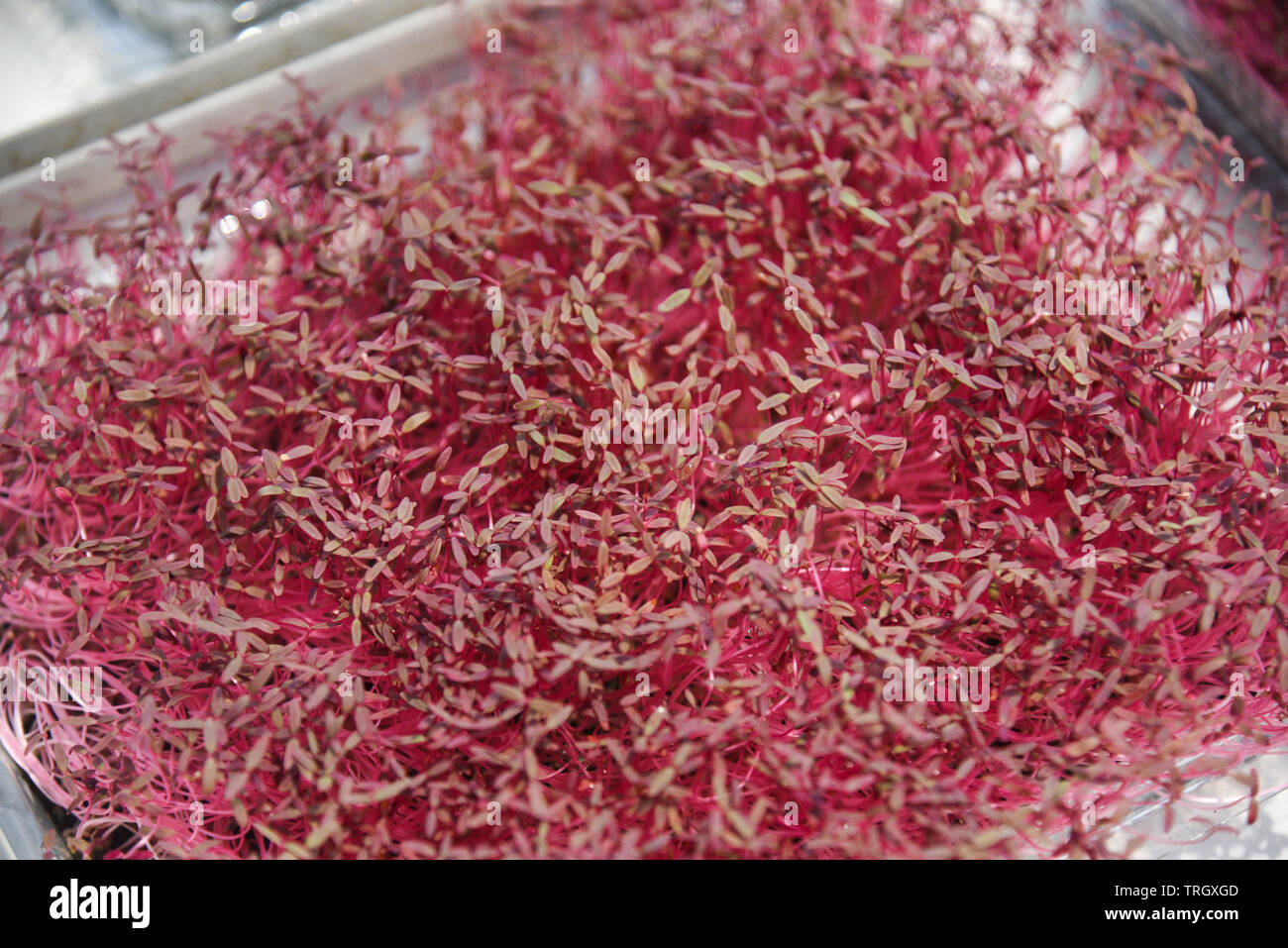 young vegetables sprouts red small plant growing in pot the plant ...