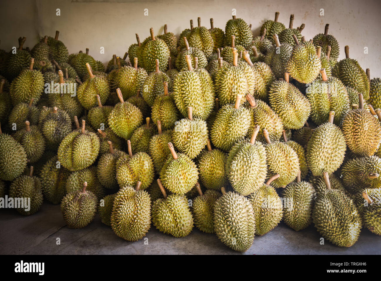 Durian tropical fruit for sale in the market on summer / Thai fruit export Stock Photo - Alamy