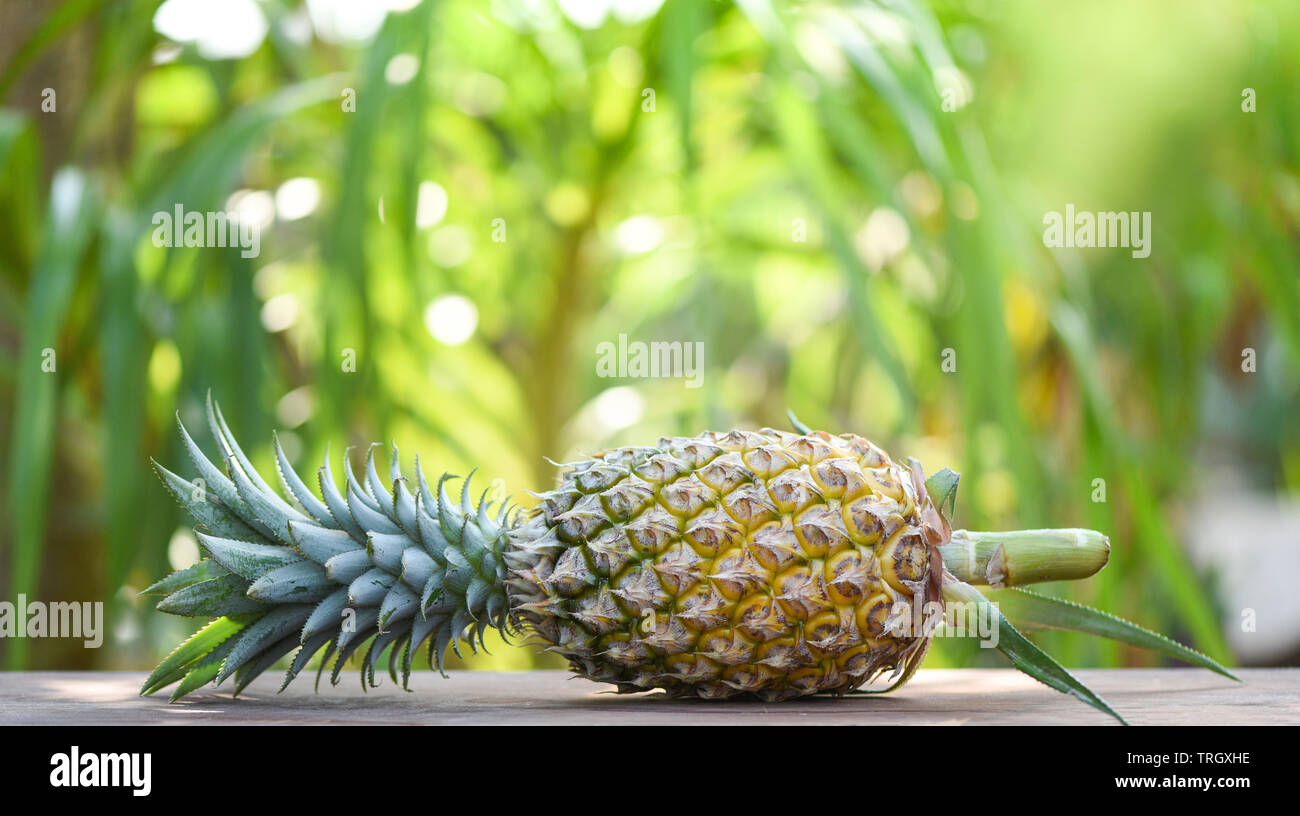 Fresh pineapple on nature background / Close up pineapple tropical ...