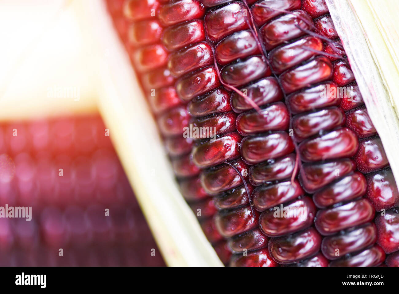 Purple corn fresh close up / Siam Ruby Queen or sweet red corn on cob ...