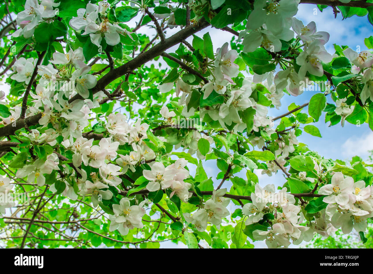 Field and tree hi-res stock photography and images - Alamy