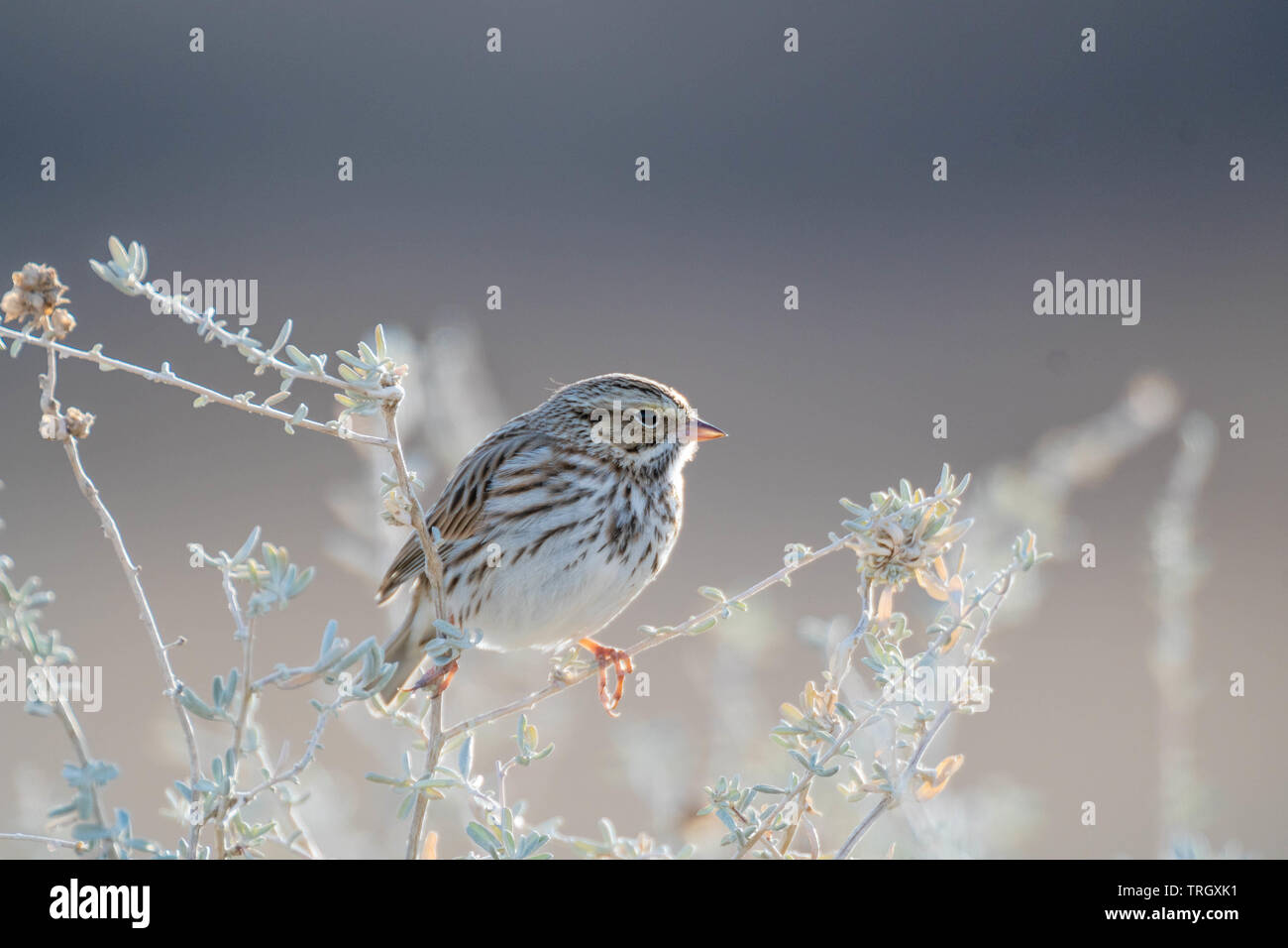 Passerculus sandwichensis hi-res stock photography and images - Alamy