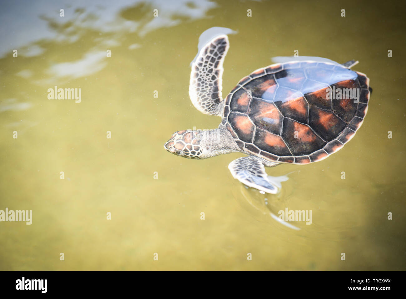 green turtle farm and swimming on water pond / hawksbill sea turtle ...