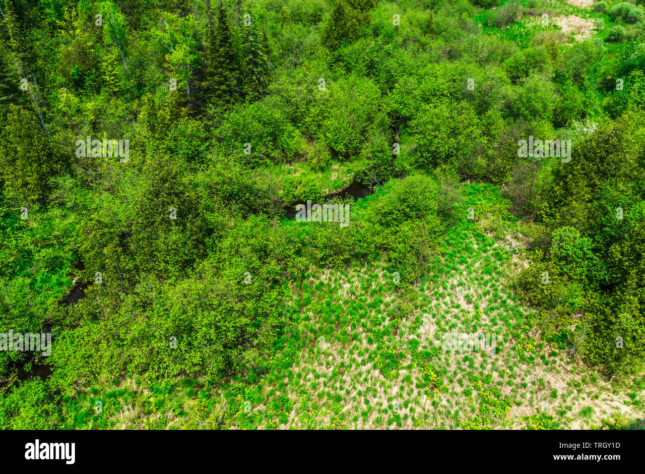 Wide angle forest landscape hi-res stock photography and images - Alamy