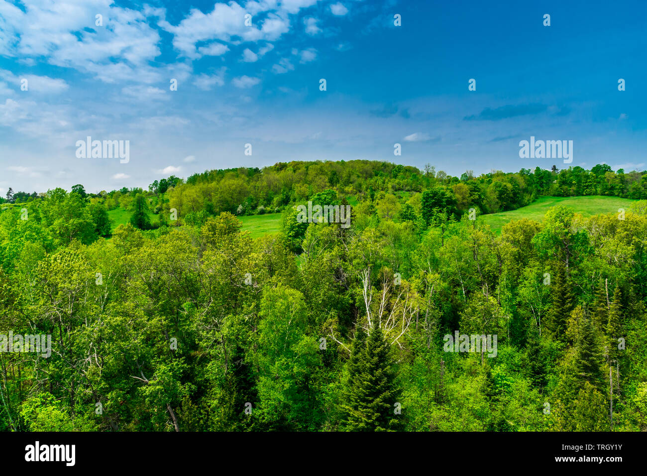 Wide angle forest landscape hi-res stock photography and images - Alamy