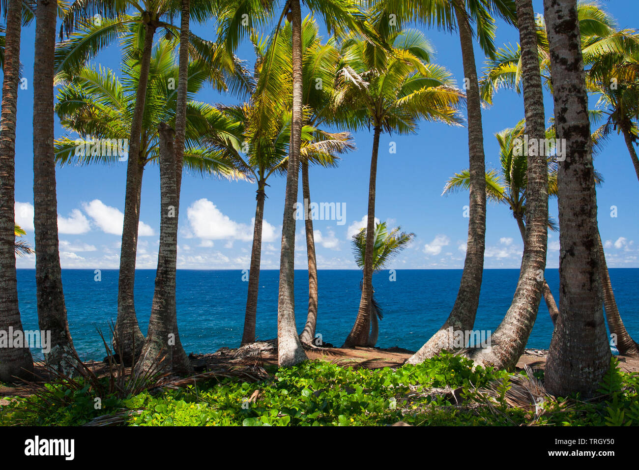 Wide image of palm trees facing a clear blue ocean Stock Photo - Alamy