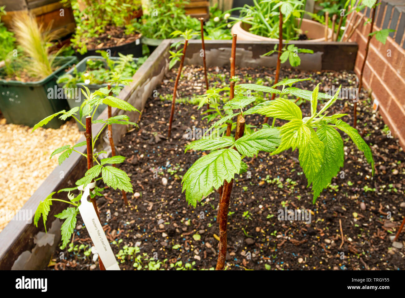 Raspberry canes hi-res stock photography and images - Alamy