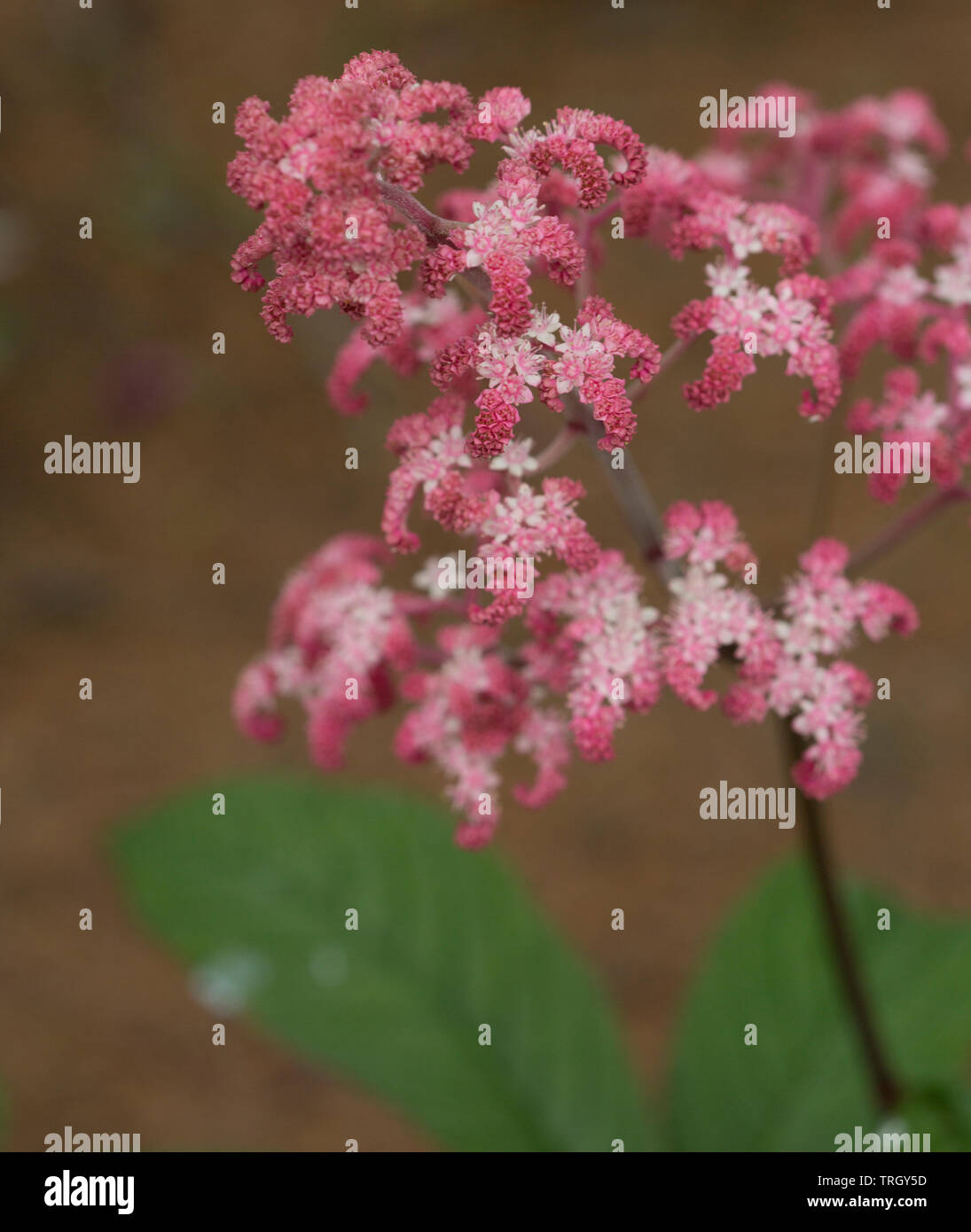 Pink starry flower clusters with blurred background Stock Photo - Alamy