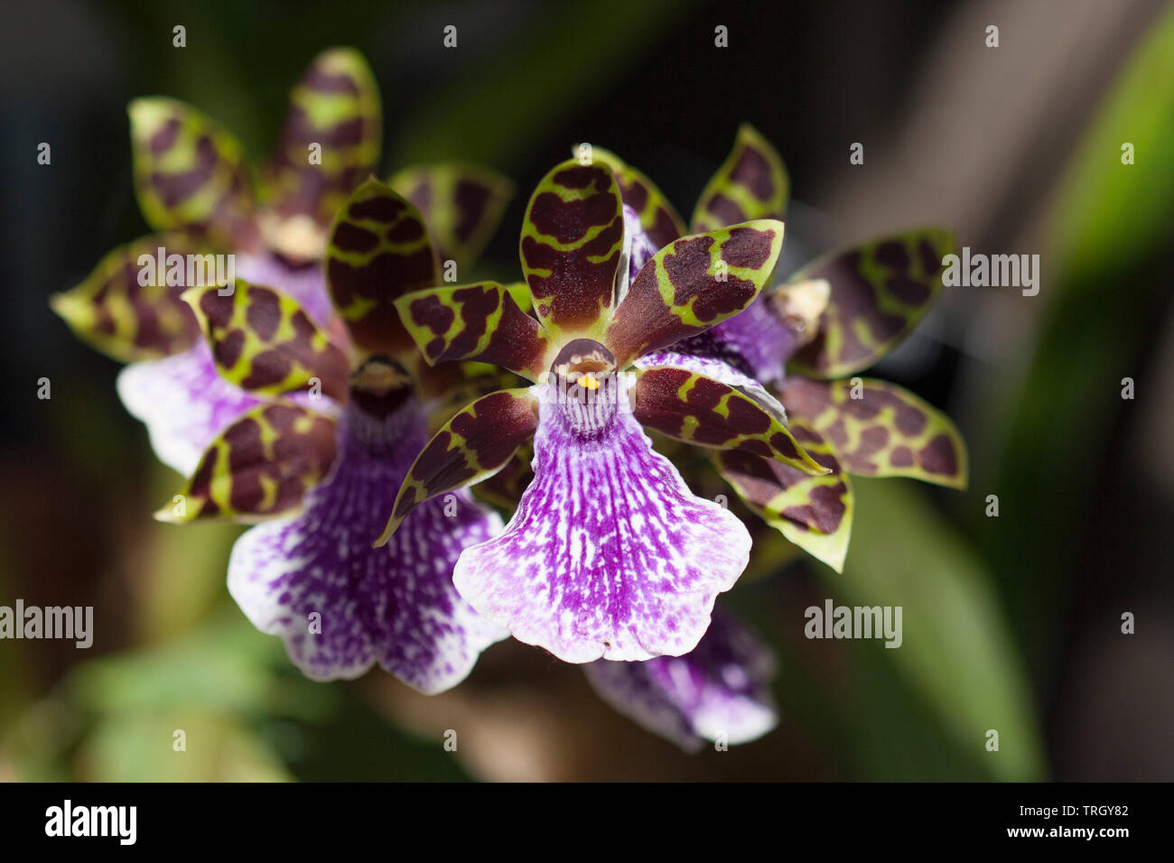 Tiger orchids hi-res stock photography and images - Alamy