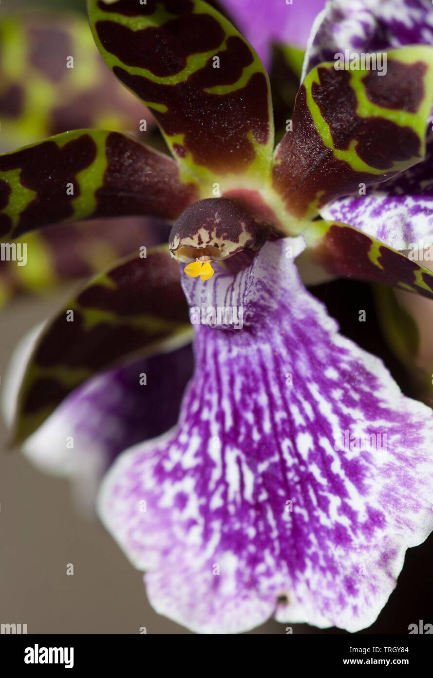 Purple hawaii flowers hi-res stock photography and images - Alamy