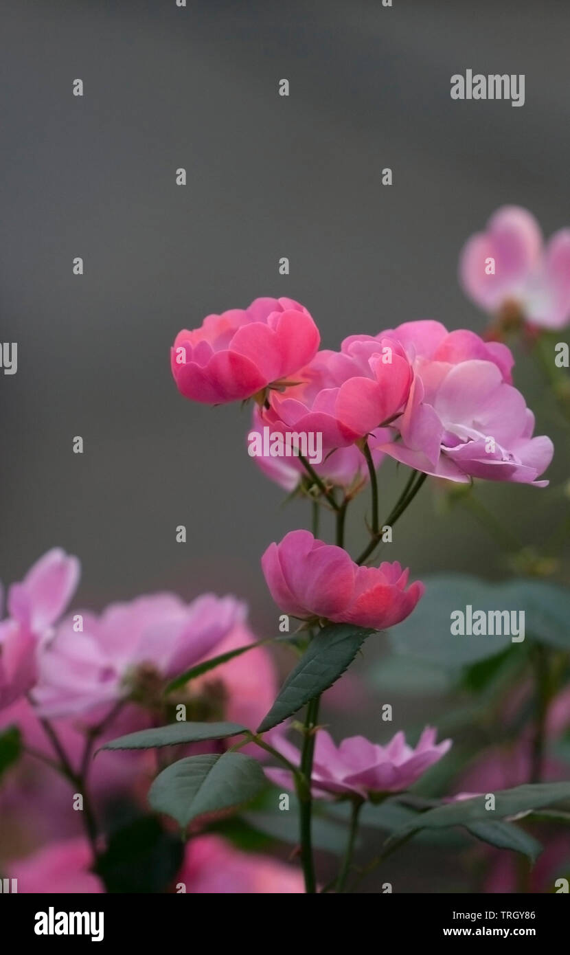 cluster of pink tea roses Stock Photo - Alamy