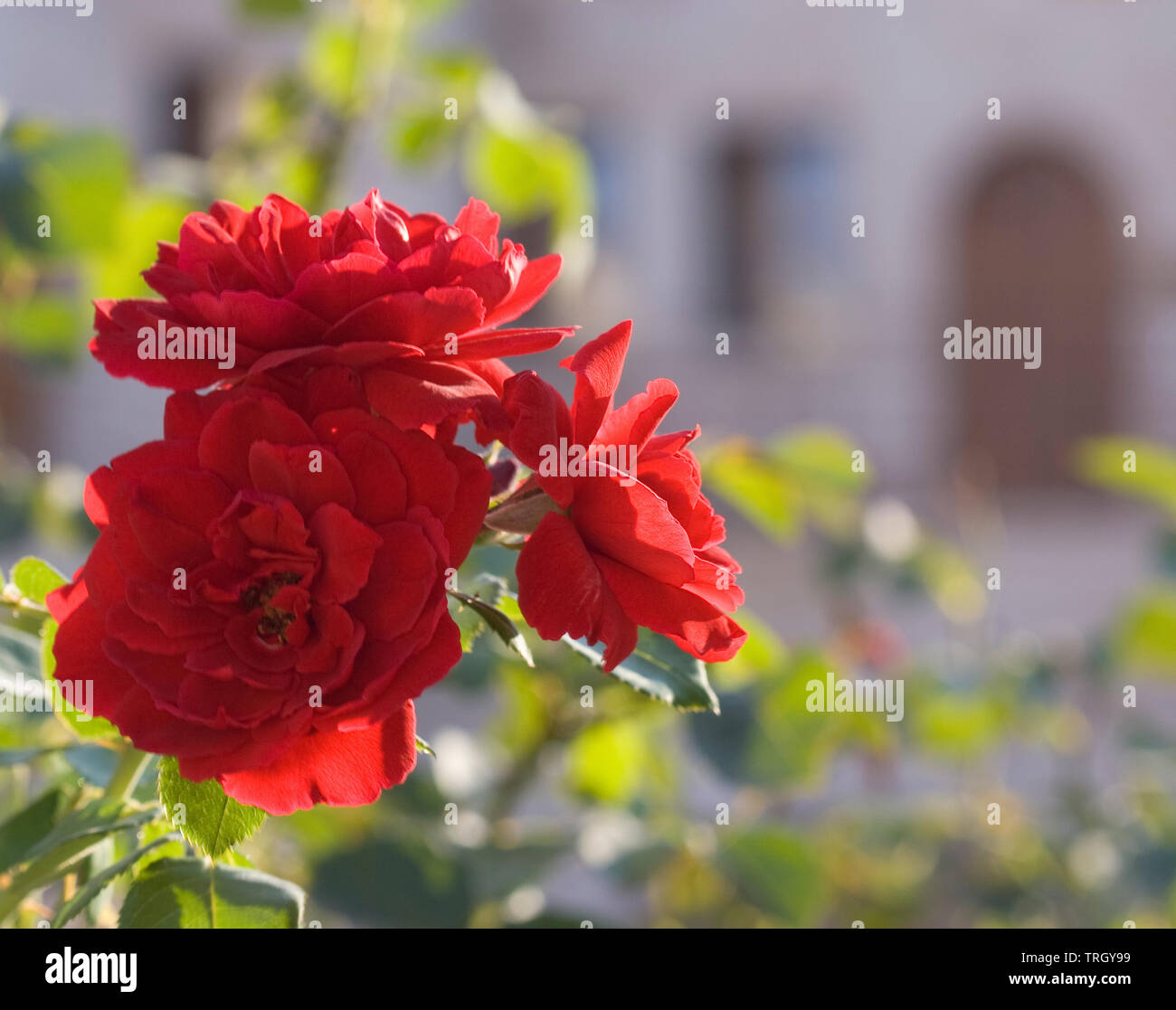 Bright red roses with a Mosque in the background Stock Photo - Alamy