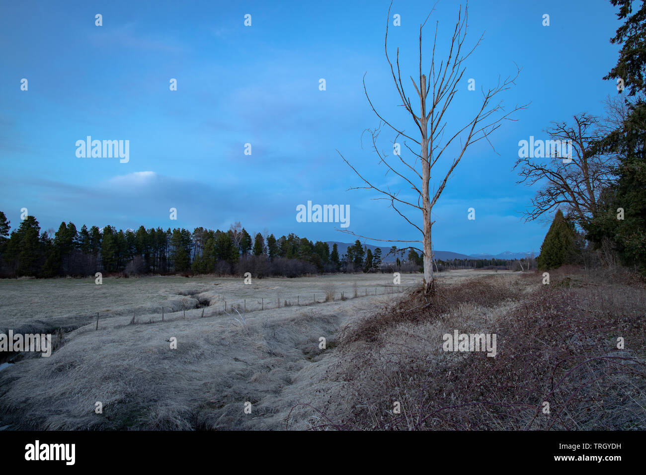 Spooky Tree Stock Photos & Spooky Tree Stock Images - Alamy
